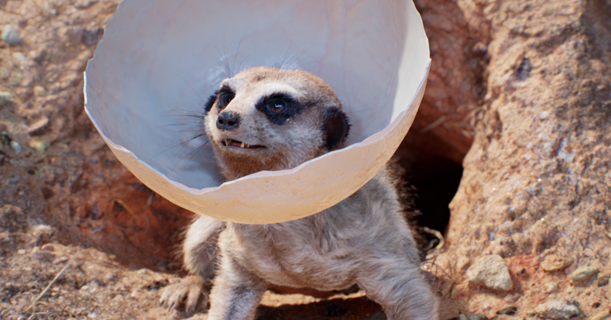 Epic Games Releases ‘Meerkat’ Hair & Fur Sample Project for All ...